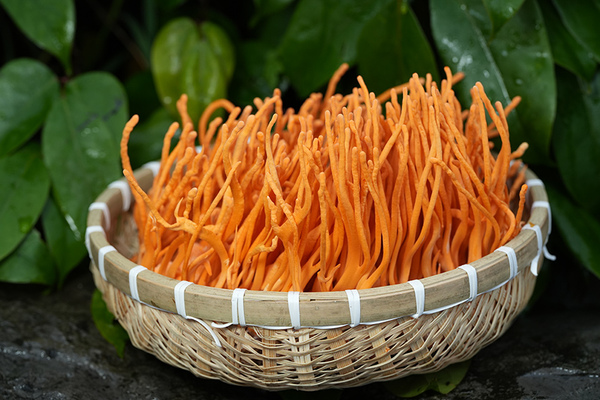 虫草花 - 贵旺生物